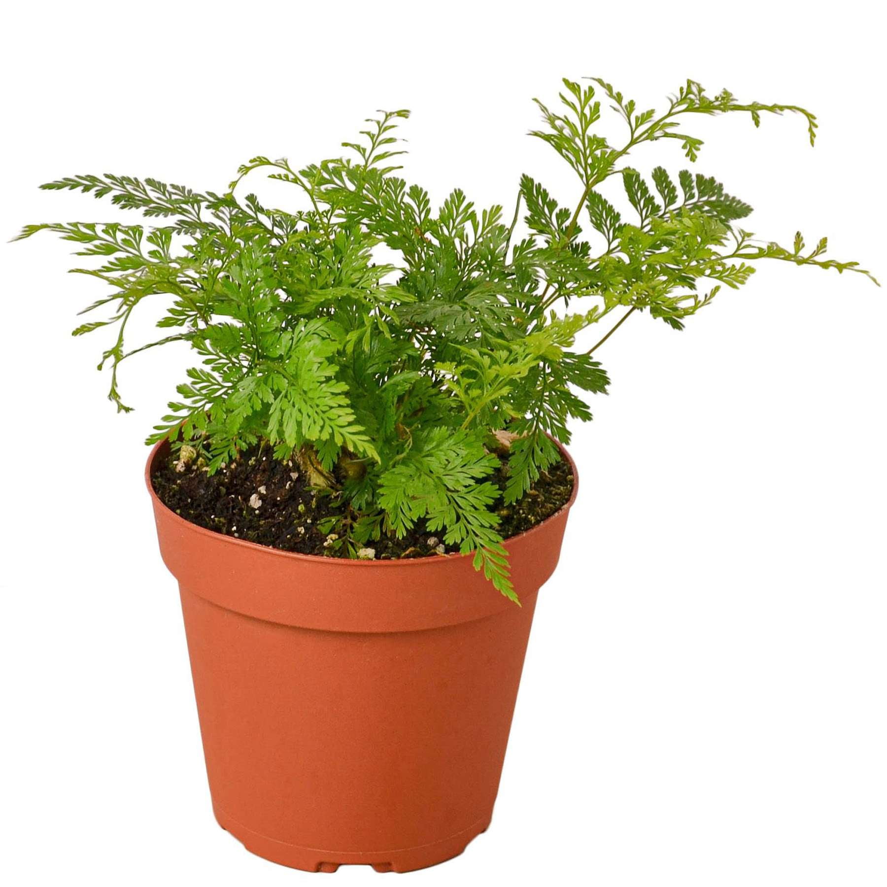 Rabbit's Foot Fern Live Plant for Indoor | Different Houseplants in 4 ...