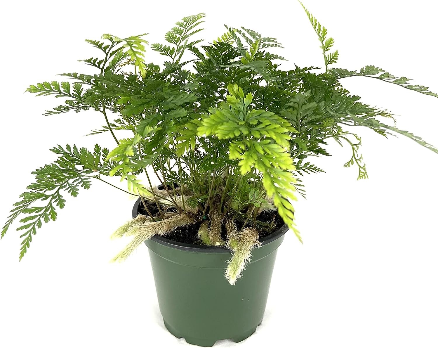 Rare Black Rabbit's Foot Fern - 4" Mini Hanging Basket - Davallia ...