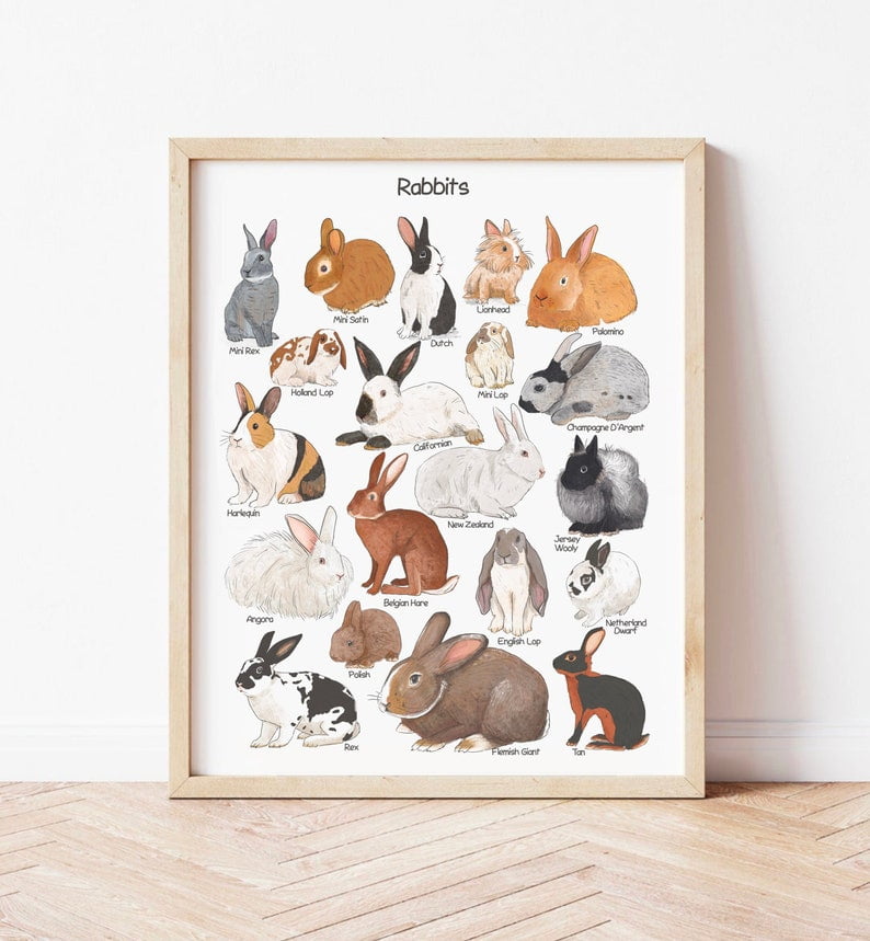 Rabbits Poster Educational Homeschool Decor Bunnies Watercolor ...