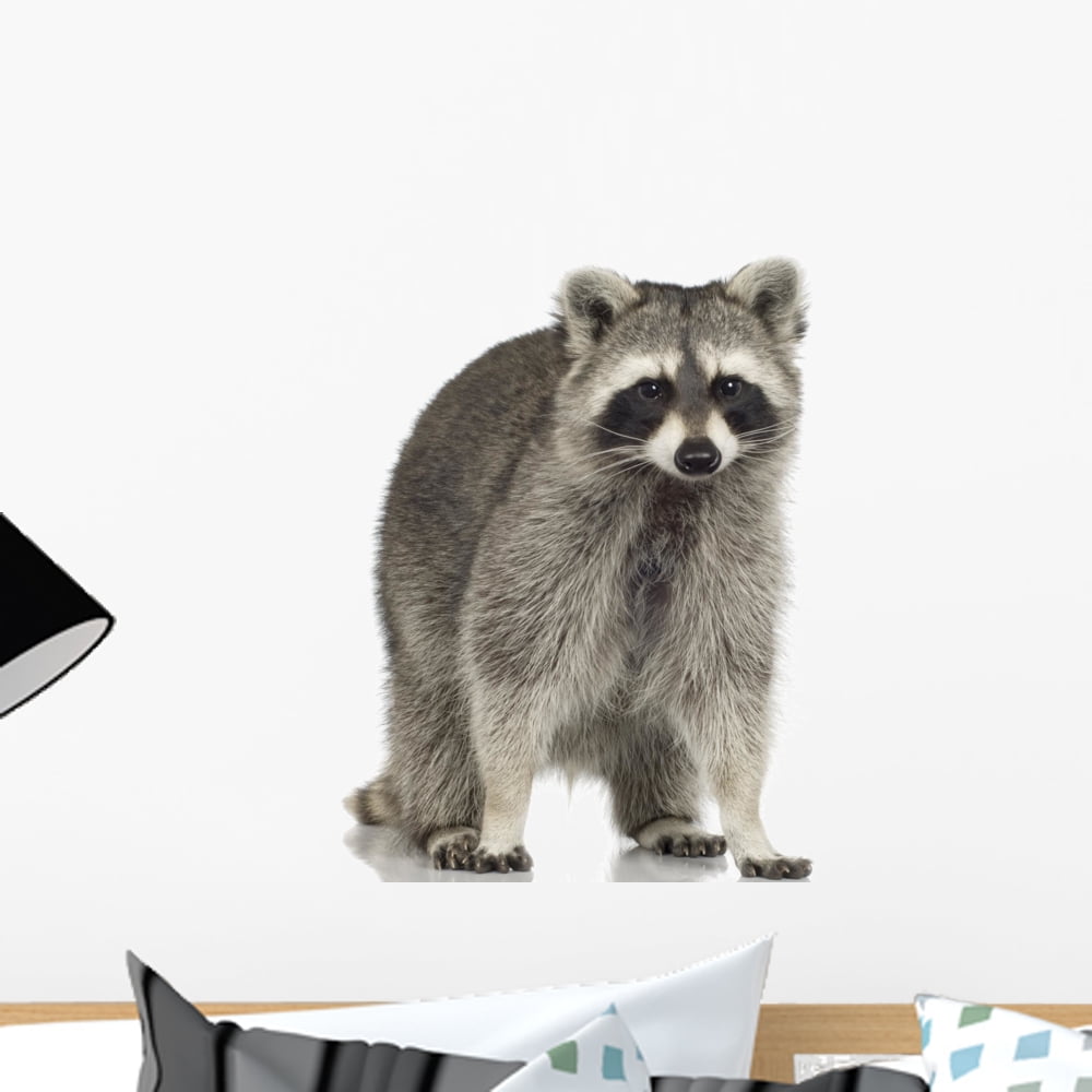Raccoon 9 Months Wall Mural by Wallmonkeys Peel and Stick Graphic (18 ...
