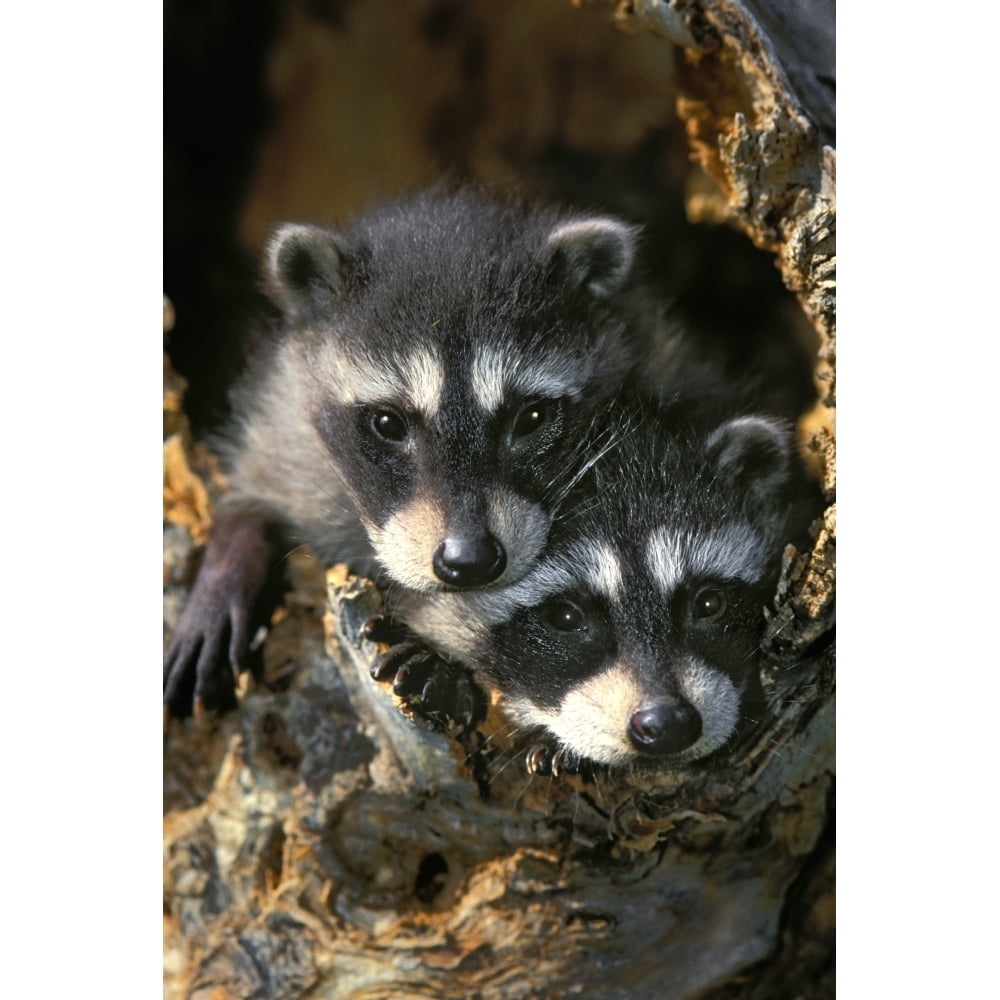 Raccoon Young In Tree Hollow. Spring. Rocky Mountains. Poster Print ...