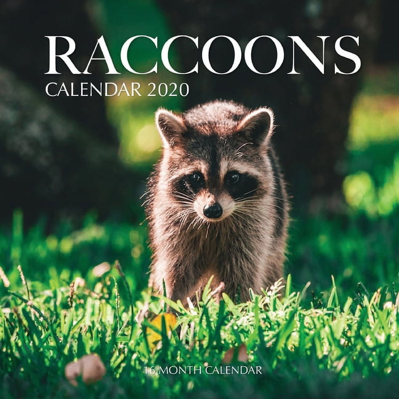 Raccoons Calendar 2020 : 16 Month Calendar (Paperback) - Walmart.com