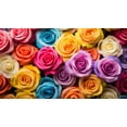 Rachel's Rainbow Ranunculus Bulbs for Planting - Amazing Spring and ...