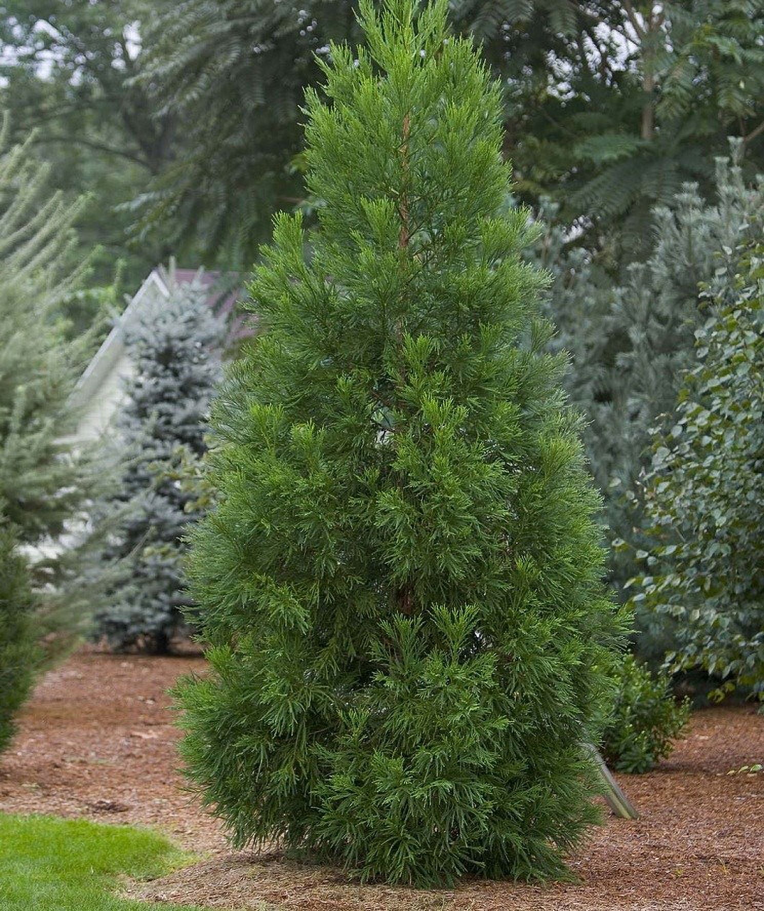Radicans Cryptomeria Tree ( Japanese Cedar ) - Live Plant - ( 2.5 QT ...