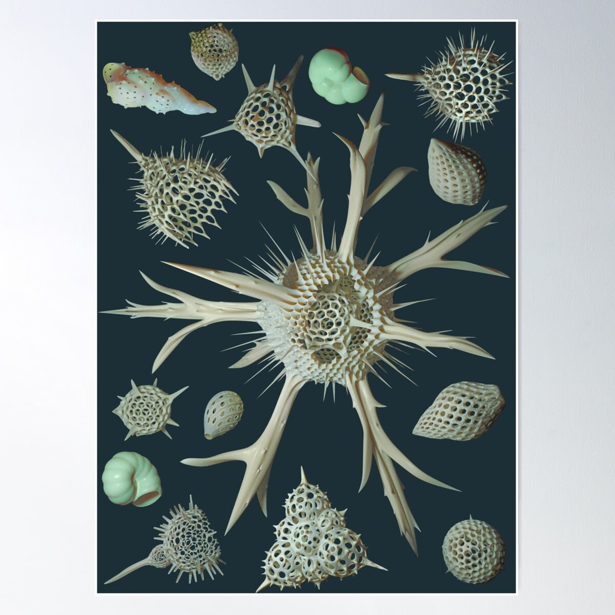 Radiolaria & Foraminifera Poster Wall Art, Modern Wall Decor For Living ...