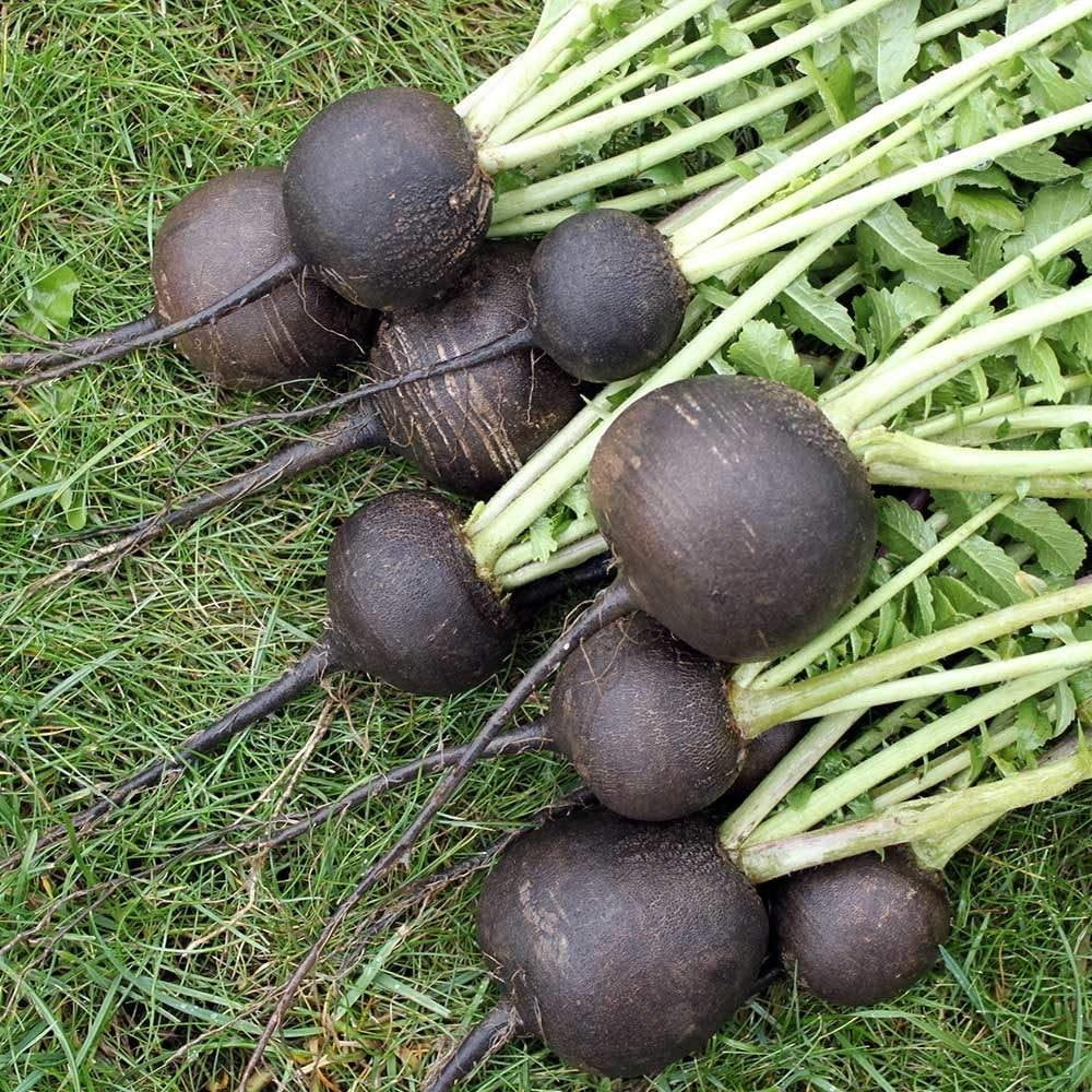 Radish- Black Spanish Round Radish Seed, Non-GMO, 500 Seeds per Package. - Walmart.com