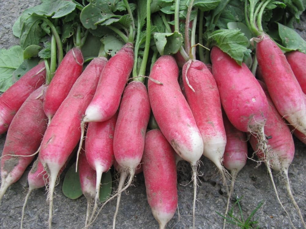 Radish China Rose Sprouting Microgreen Great Heirloom Vegetable by Seed ...