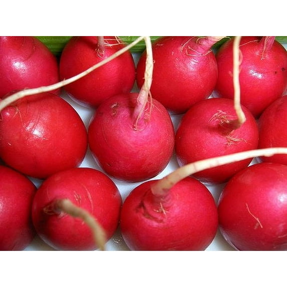 Radish Crimson Giant Great Heirloom Vegetable by Seed Kingdom 1/4 Lb ...