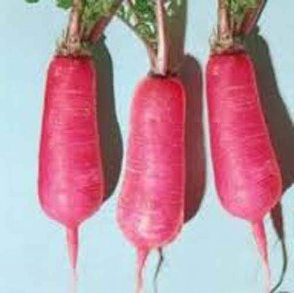 Radish Lady Slipper Great Heirloom Vegetable 200 Seeds - Walmart.com