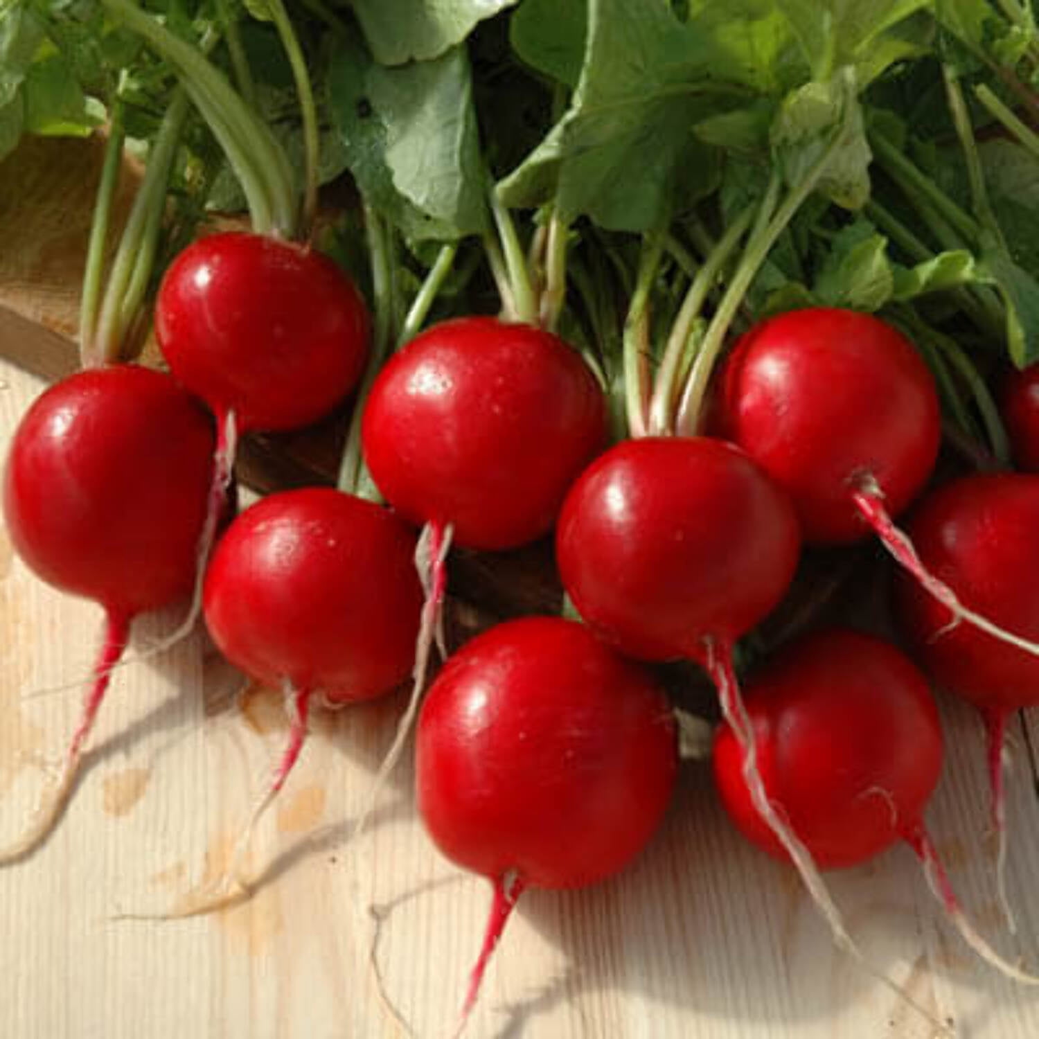 Radish Red Satin F1 Seed, Treated, 100,000 Seeds - Walmart.com