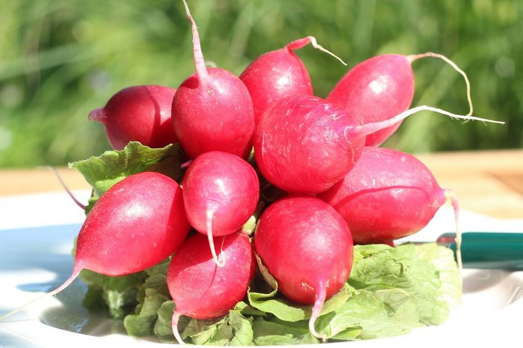 Radish SEEDS- Lady Slipper Radish - 100 Seeds -Very Good Flavor -Garden ...