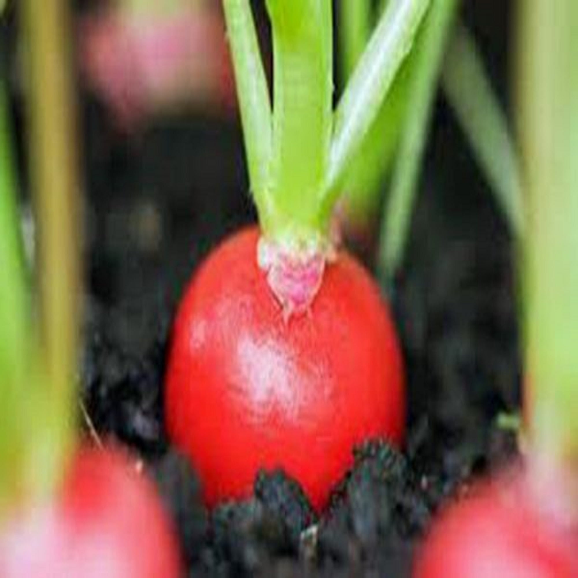 Radish Seed, Cherry Belle, Heirloom, Non GMO 100+ Seeds, Red Radishes ...