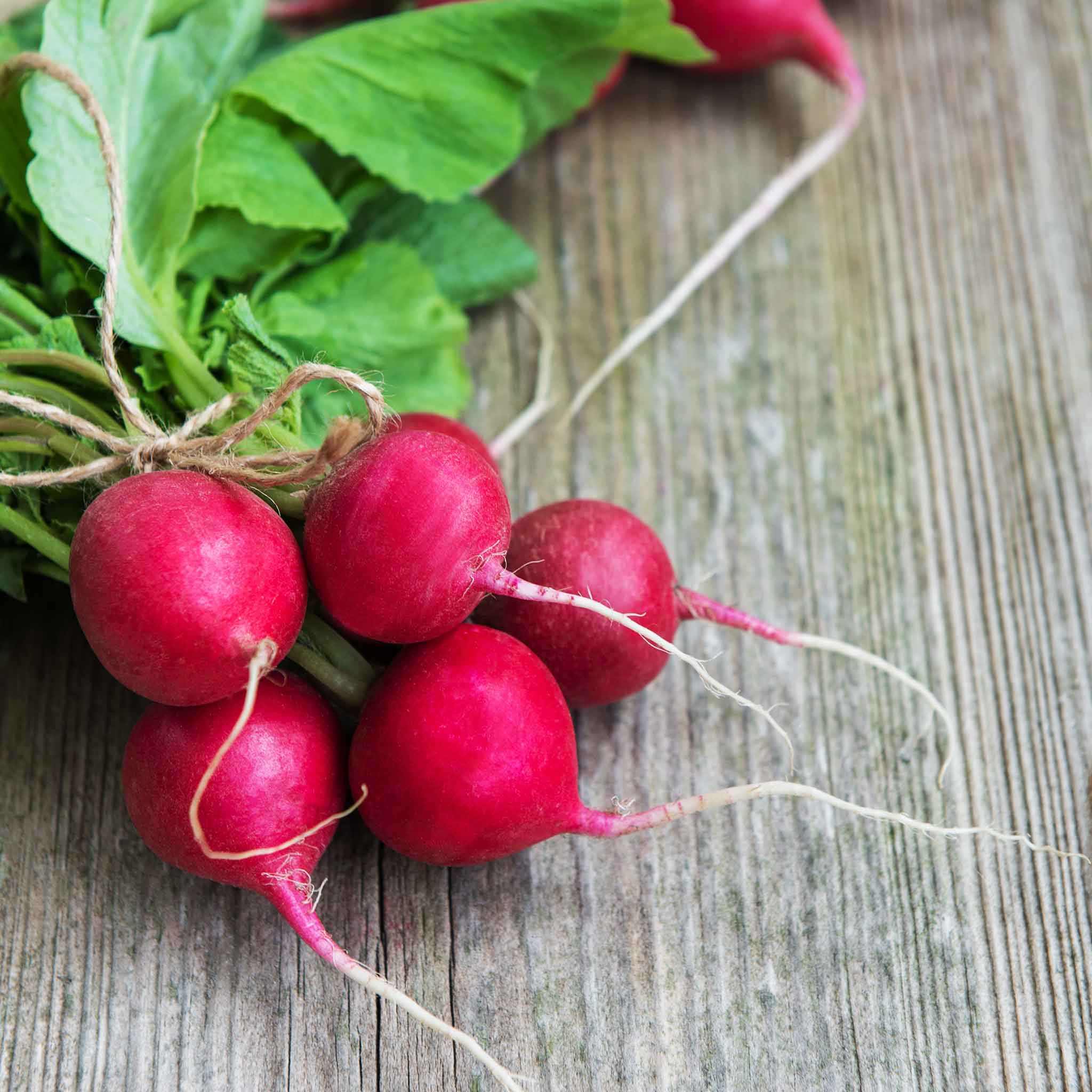 Eden Brothers Radish Seeds - Champion - Walmart.com
