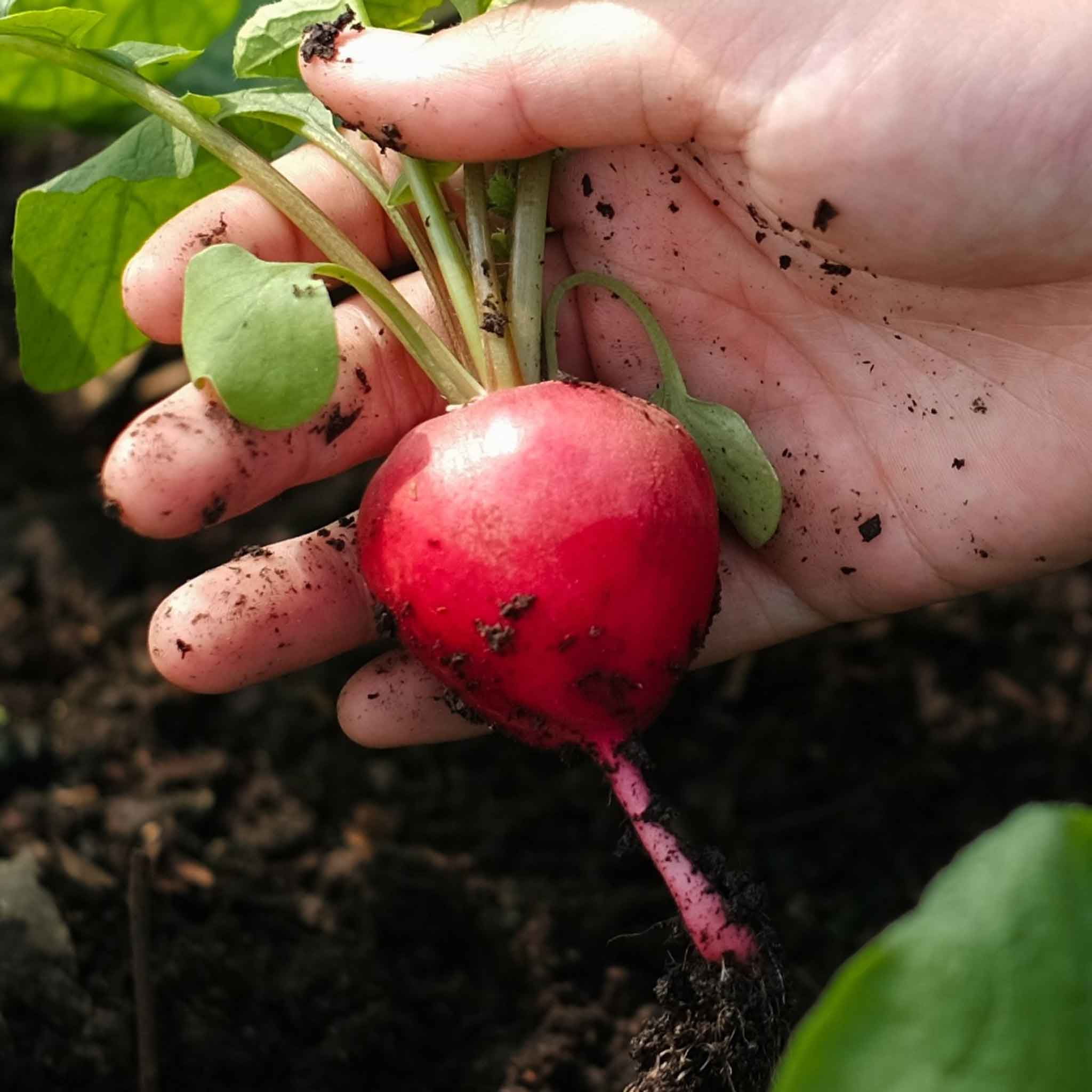 Eden Brothers Radish Seeds - Crimson Giant - Walmart.com