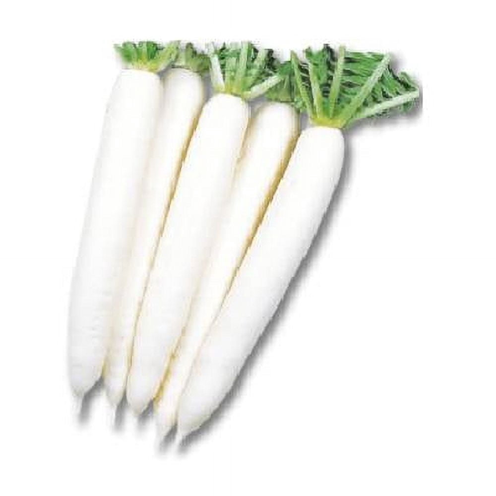 Radish Seeds – Mino Early (White) for Planting - 50g - Walmart.com