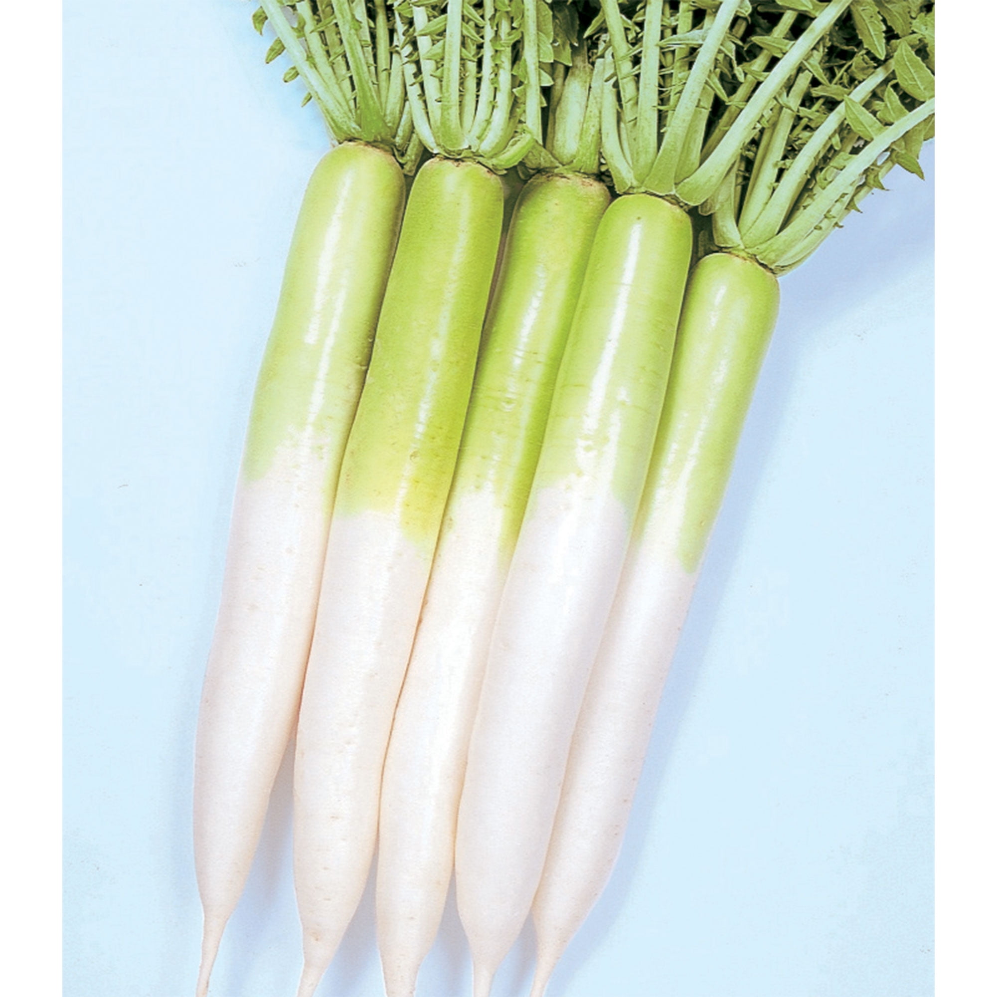 Radish Seeds - Miyashige Green Neck - 3 g Packet ~300 Seeds - Non-GMO ...