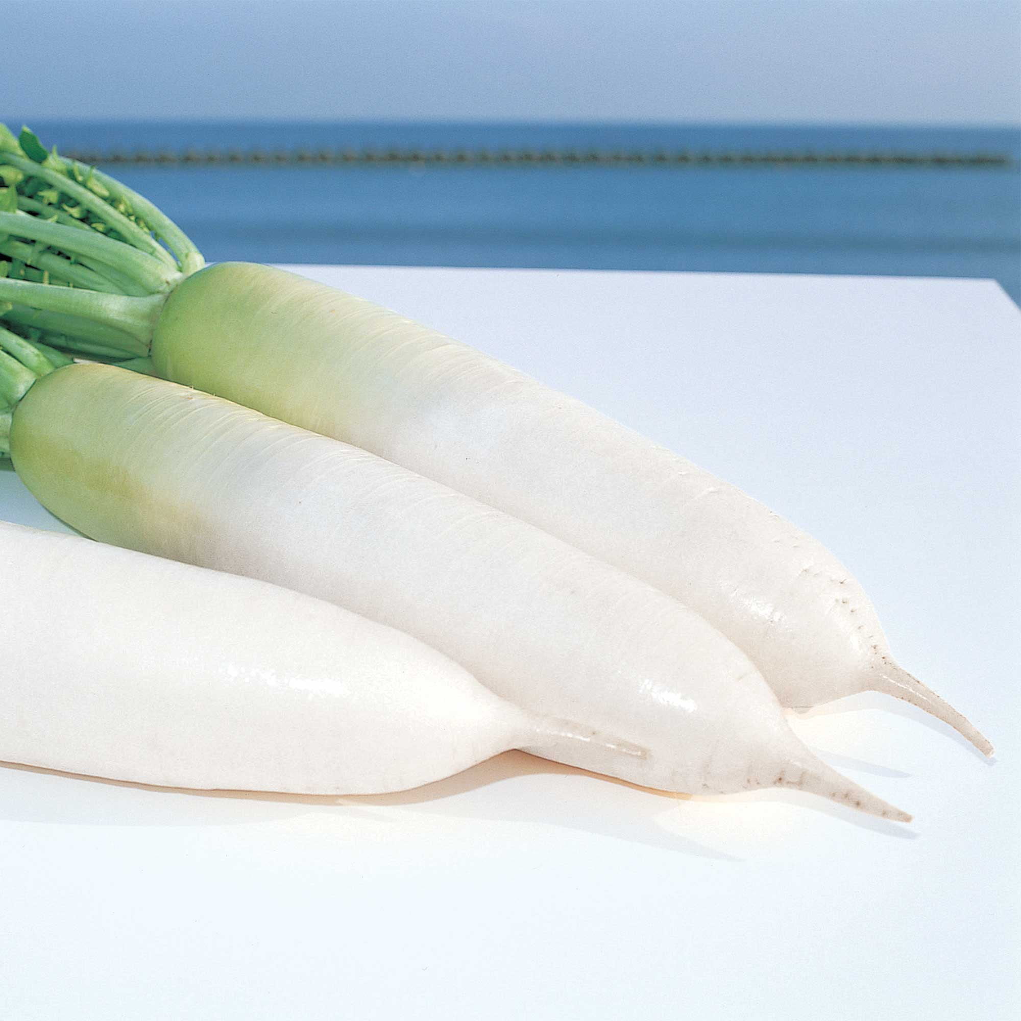 Radish Seeds - Relish Cross - Hybrid - 1 g Packet ~90 Seeds - Non-GMO ...