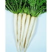 Radish Seeds - Chinese - Shunkyo - 2 g Packet ~225 Seeds - Non-GMO ...