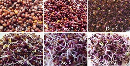 Radish Sprout Seeds TWE5 "Red Rambo" Grow Year round,10 days ...