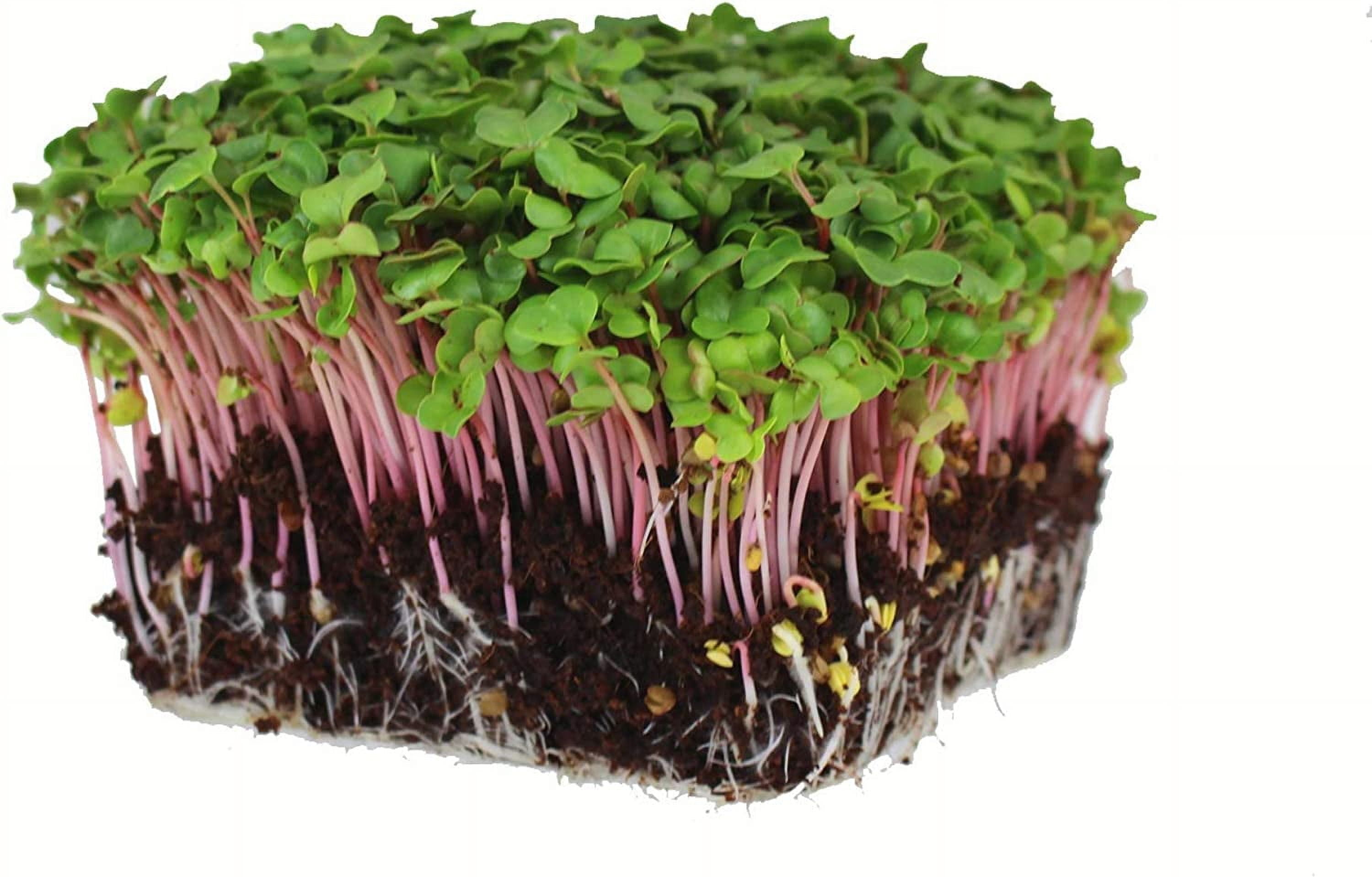 Radish Sprouting Seed - Red Arrow Variety - 1 Lb Seed Pouch - Heirloom ...