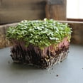 Radish Sprouting Seed - Red Arrow Variety - 5 Lb Bulk Seed - Heirloom ...