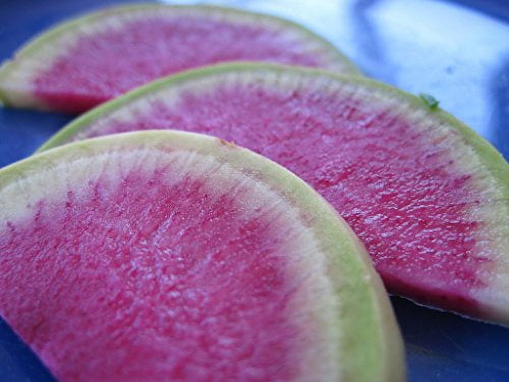 Radish Watermelon Great Heirloom Vegetable by Seed Kingdom Bulk 1 OZ ...