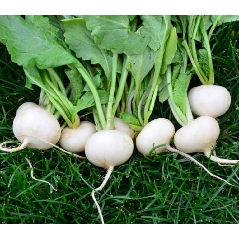 White Globe Radish