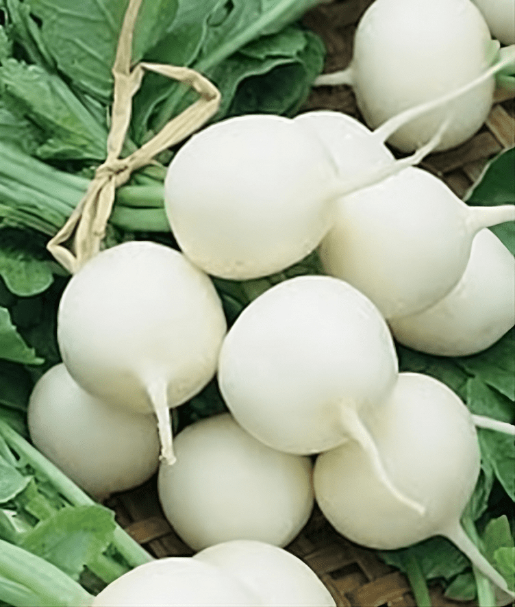 Radish White Globe Great Heirloom Vegetable by Seed Kingdom (1/4 Seeds) - Walmart.com