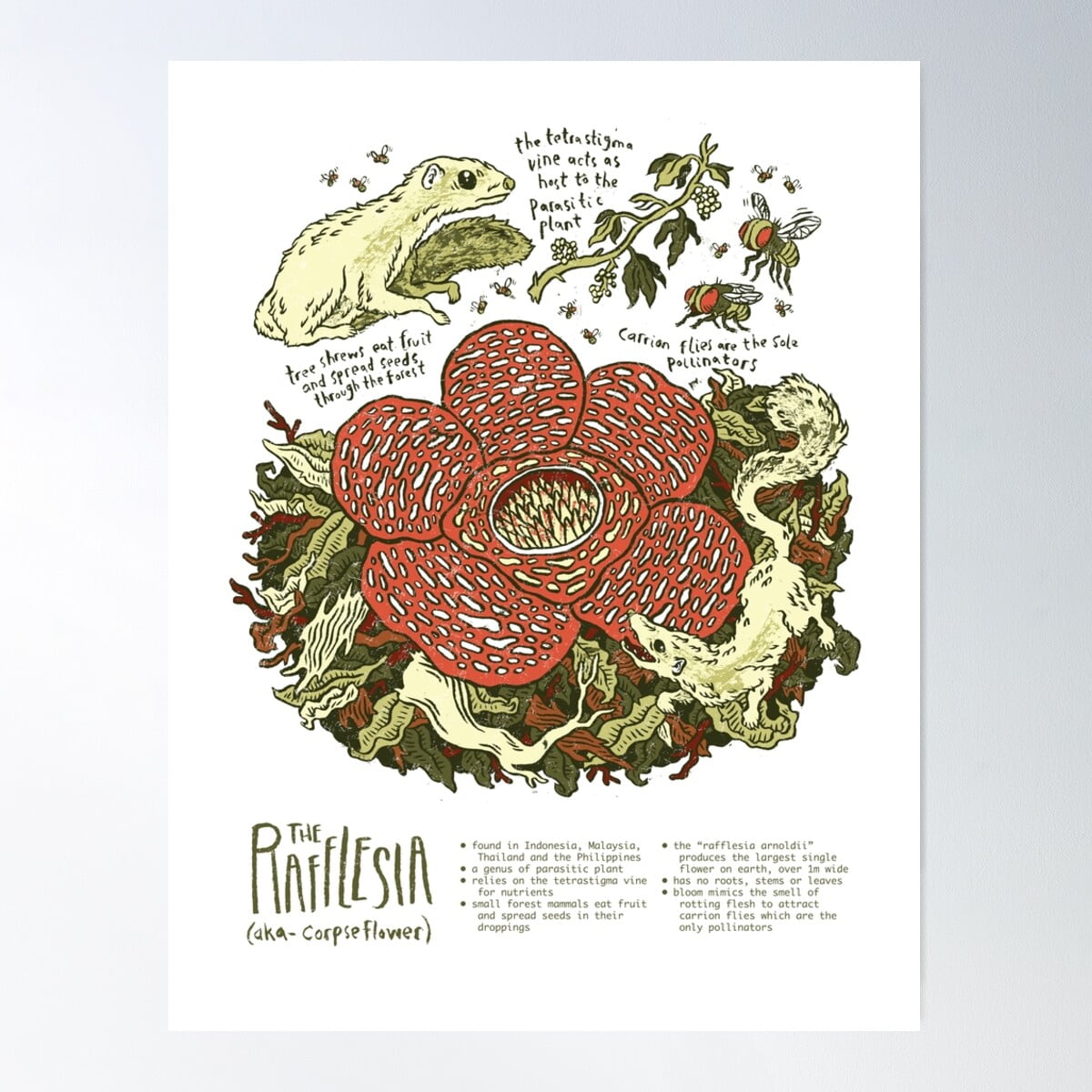 Rafflesia Flower Print Poster Wall Art, Modern Wall Decor For Living ...