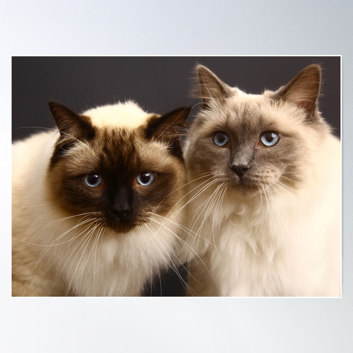 Ragdoll Cats Poster Wall Art, Modern Wall Decor For Living Room Bedroom ...