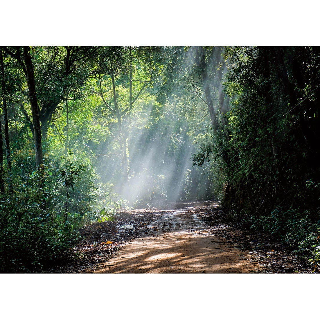 Rain Forest Trail Sunlight Photo Backdrops Vinyl Cloth Backgrounds ...