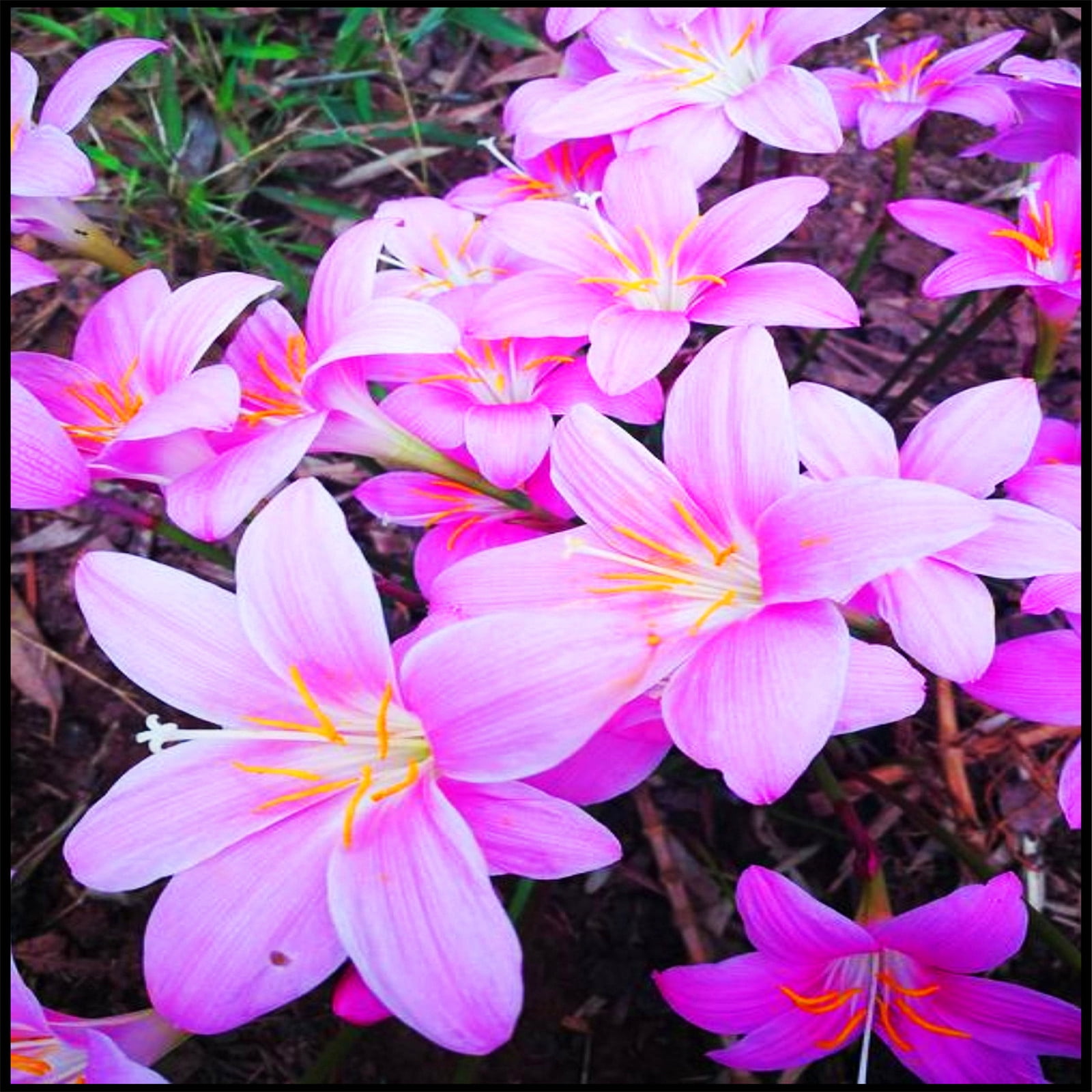 Rain Lily Bloom Year After Year Balcony decoration Simple to Grow ...