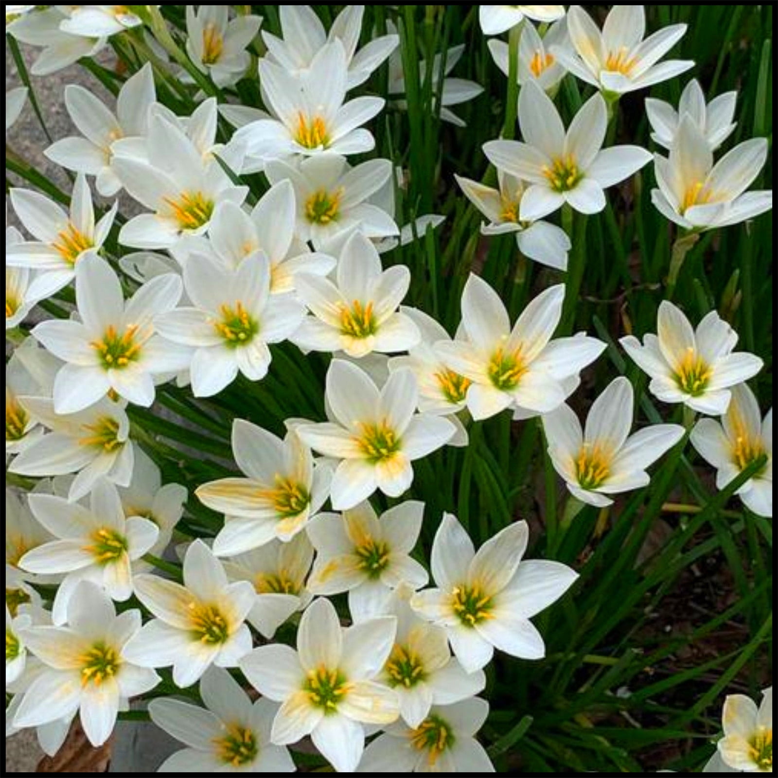 Rain Lily Bloom Year After Year Balcony decoration Simple to Grow ...