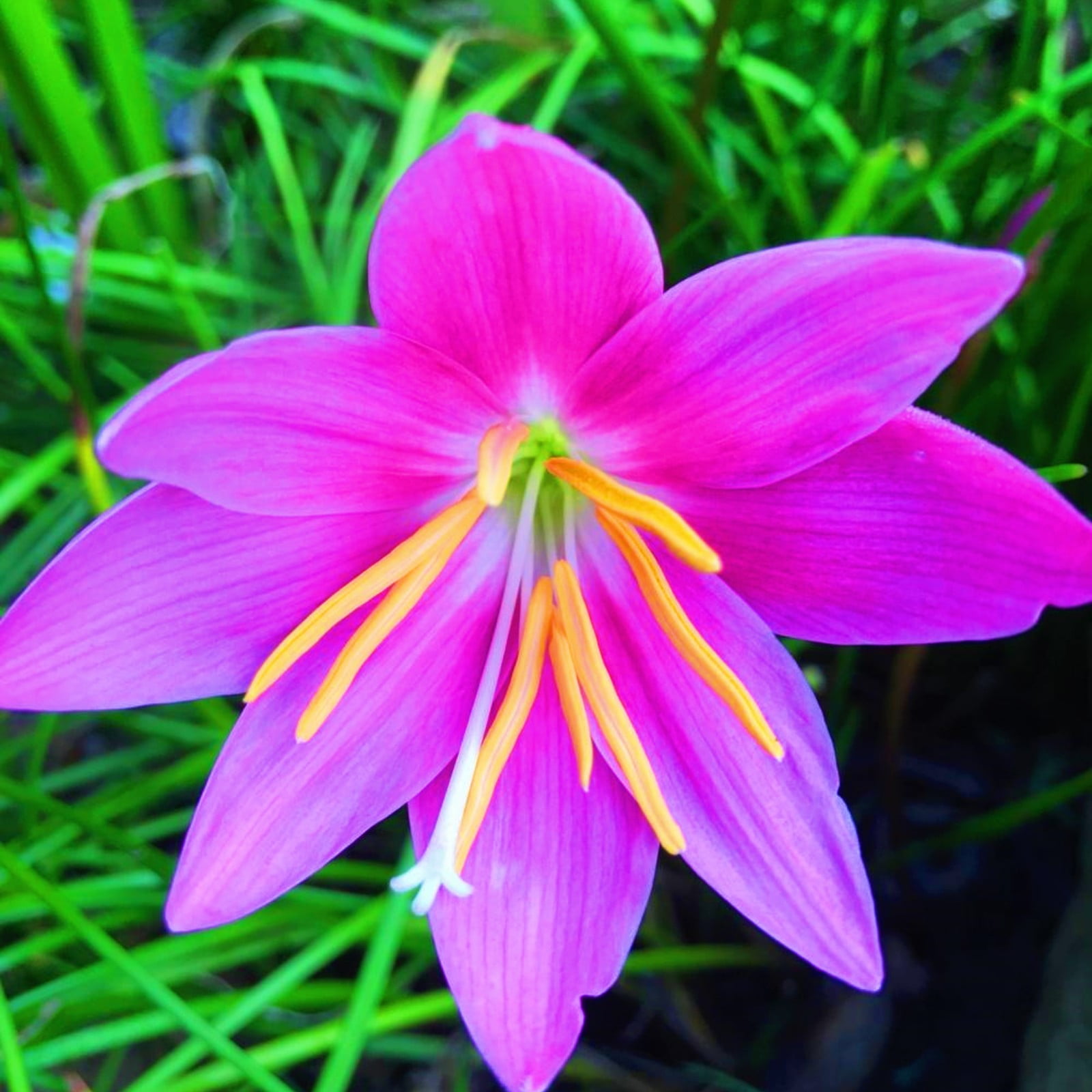 Rain Lily Courtyards And Balconies - Rain Lilies For Sale- - Perennial ...
