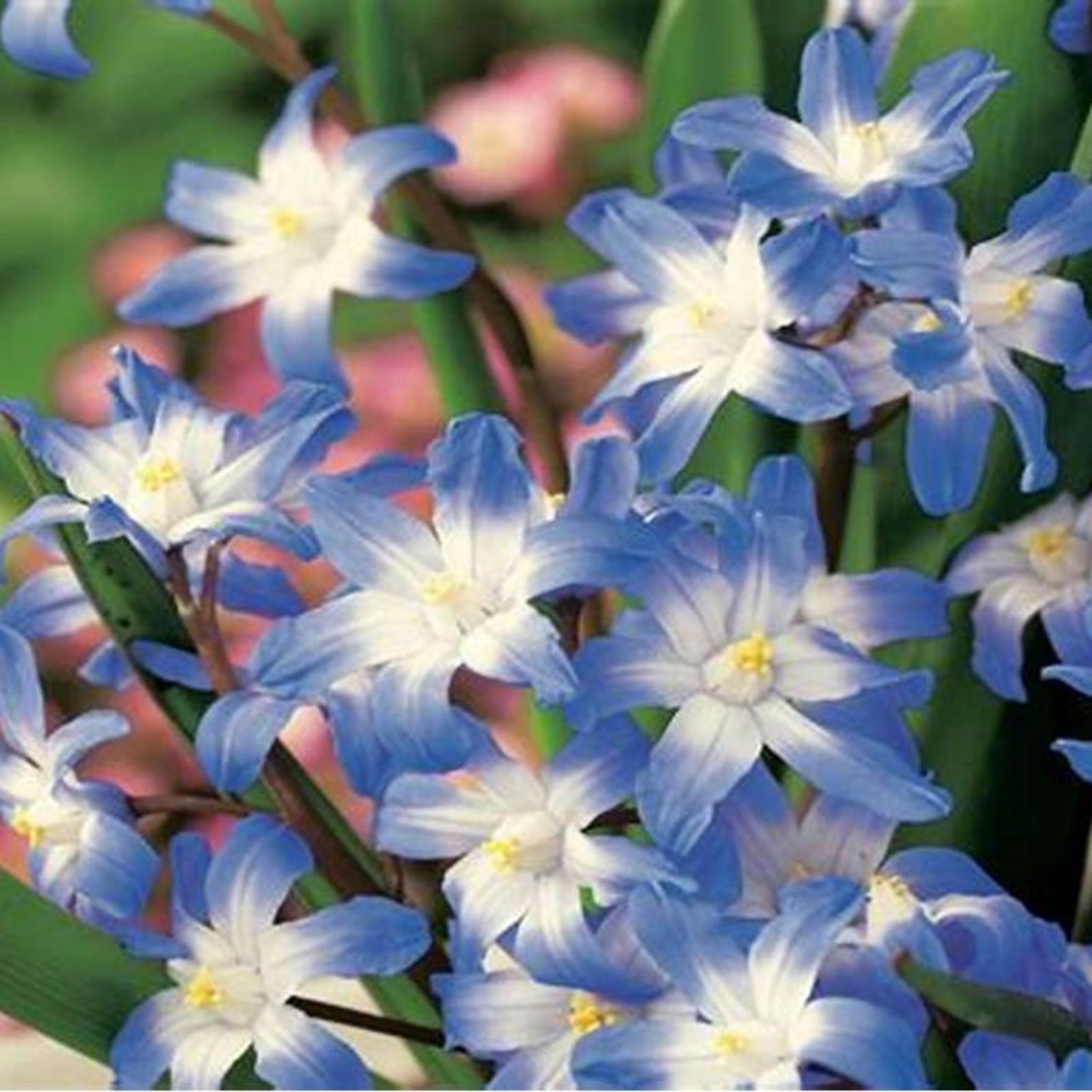 Rain Lily For Planting Horticulture Delicate Rain Lily Beautify Environment Exquisite Wedding