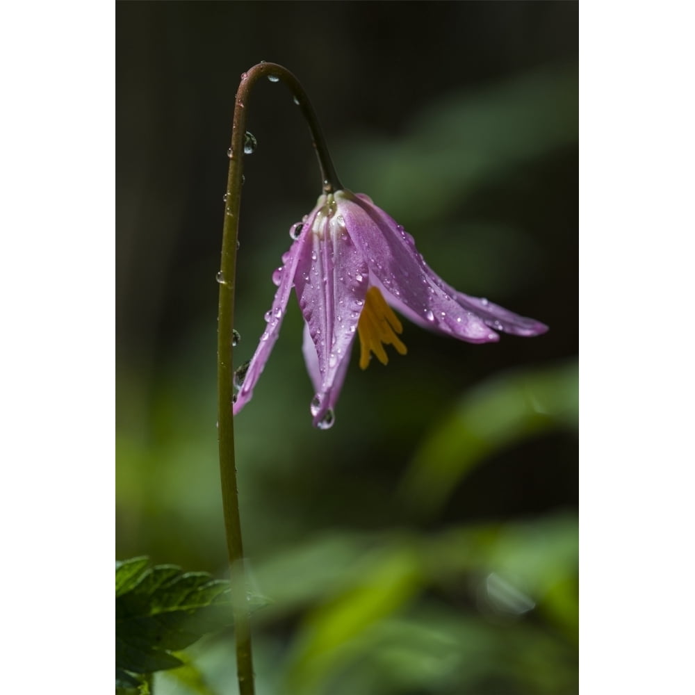 Rain drops cling to a Coast Fawn Lily; Hamlet Oregon United States of ...