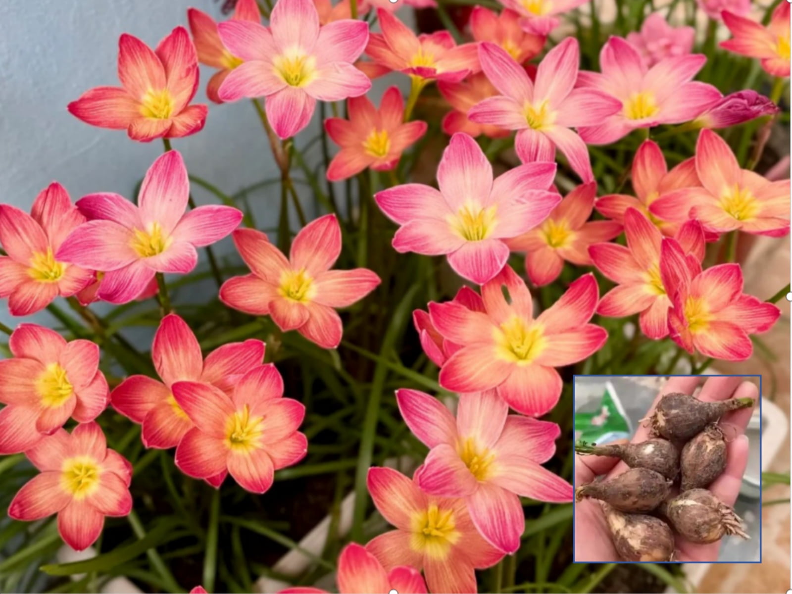 Rain lily - Bloom Year After Year Recommended Garden Decoration ...