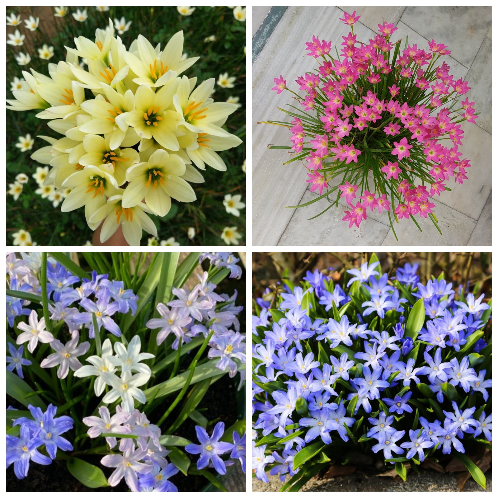 Rain lily - Bloom Year After Year Recommended Garden Decoration ...
