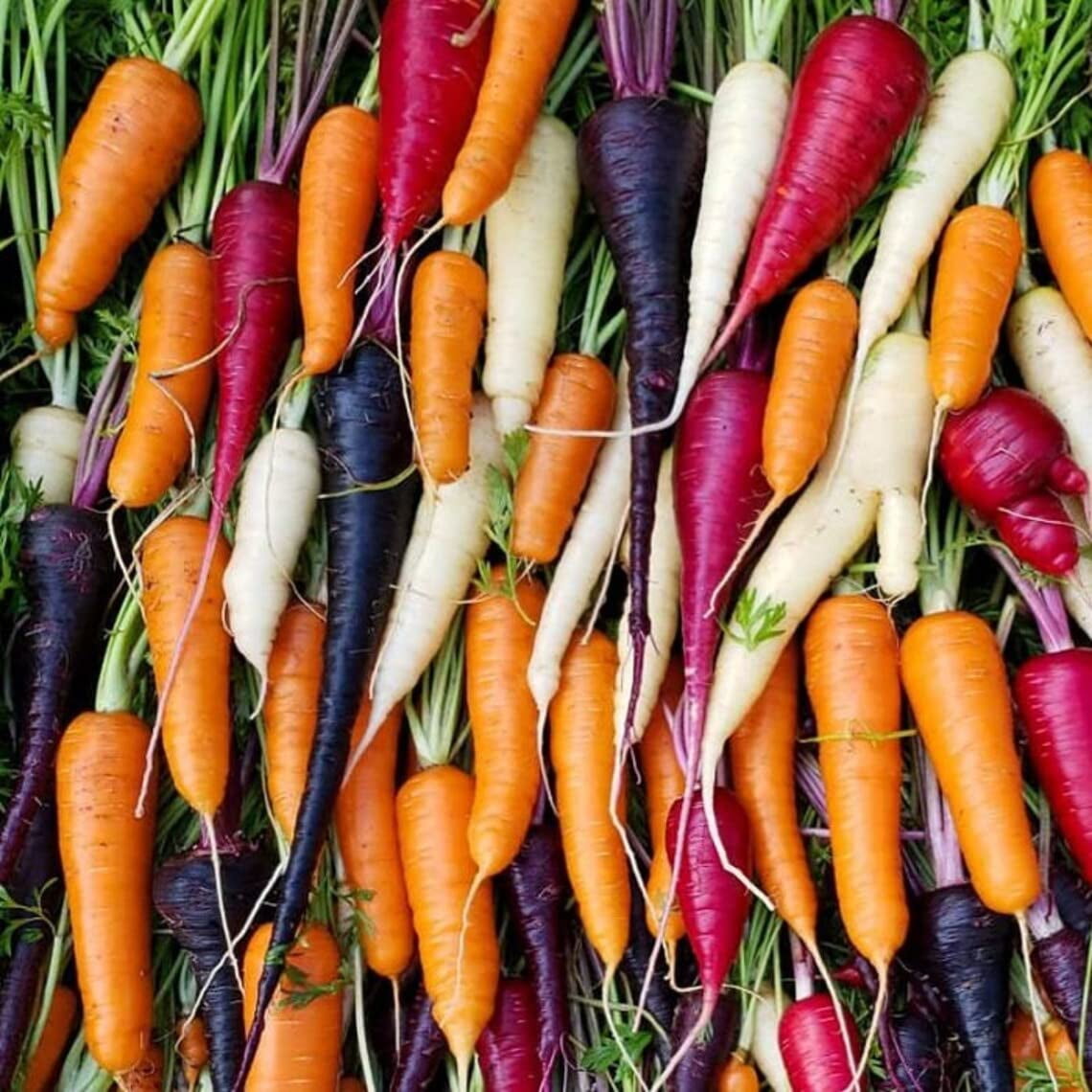 Rainbow Blend Carrot Seeds for Planting (300 Seeds) - Colorful Blend of ...