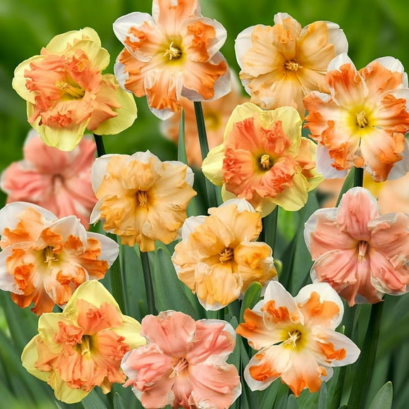 Daffodil Bulbs in Plant Bulbs - Walmart.com