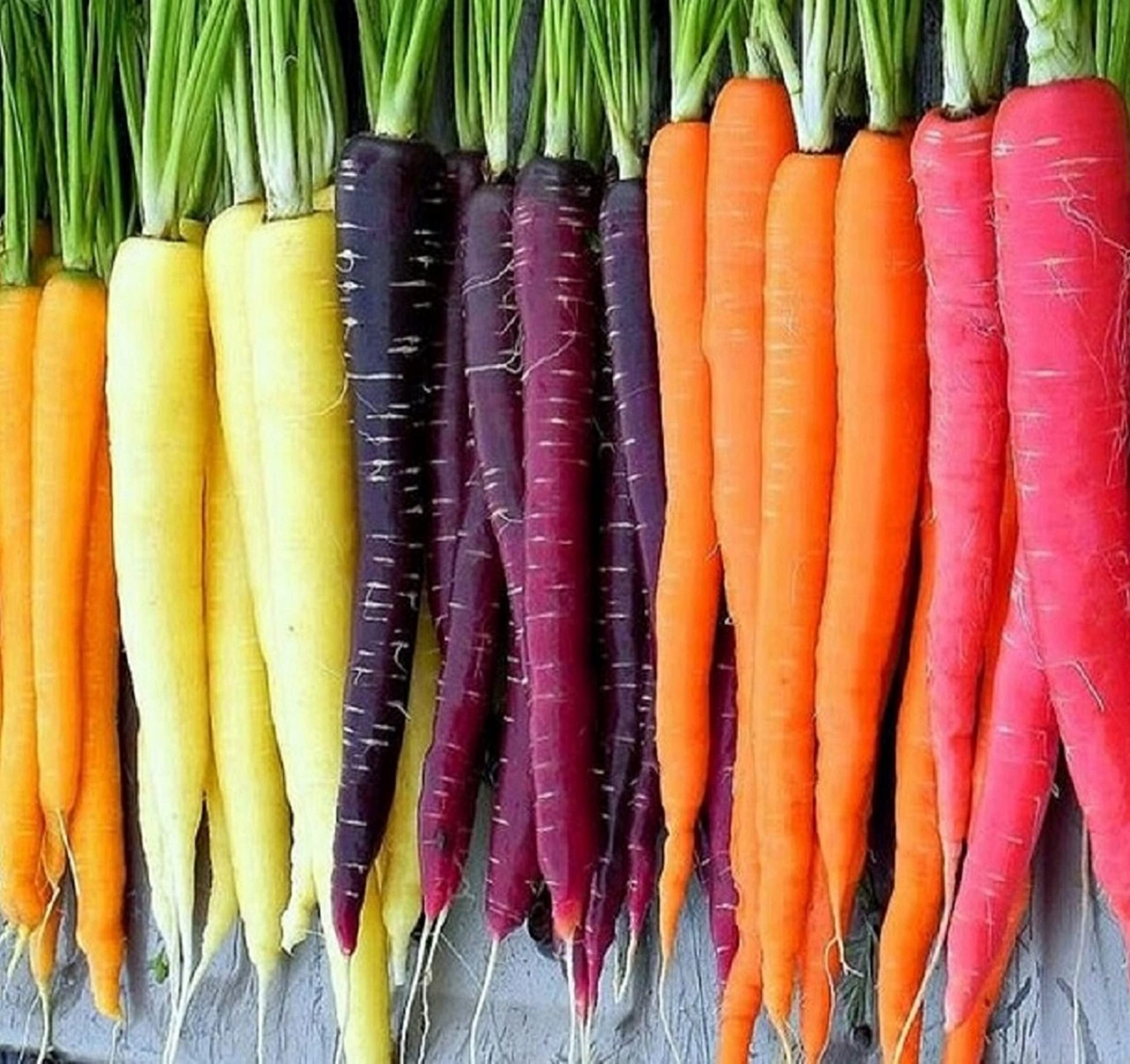 Rainbow Carrot Seeds for Planting Heirloom Packets MHD1750 Seeds ...