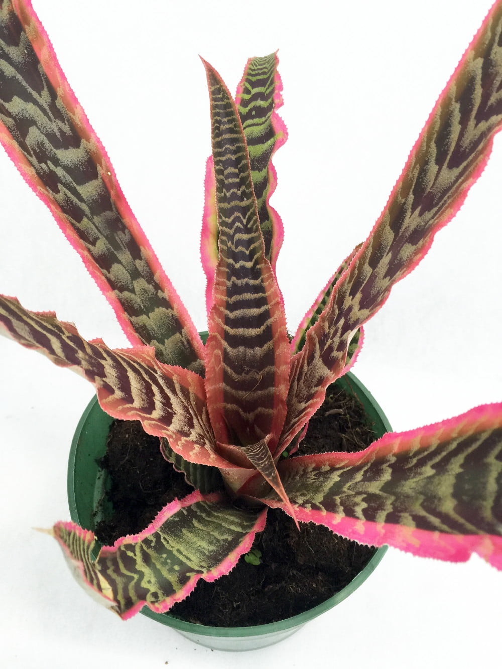 Live Indoor Rainbow Earth Star Plant - Cryptanthus - Easy to Grow House ...