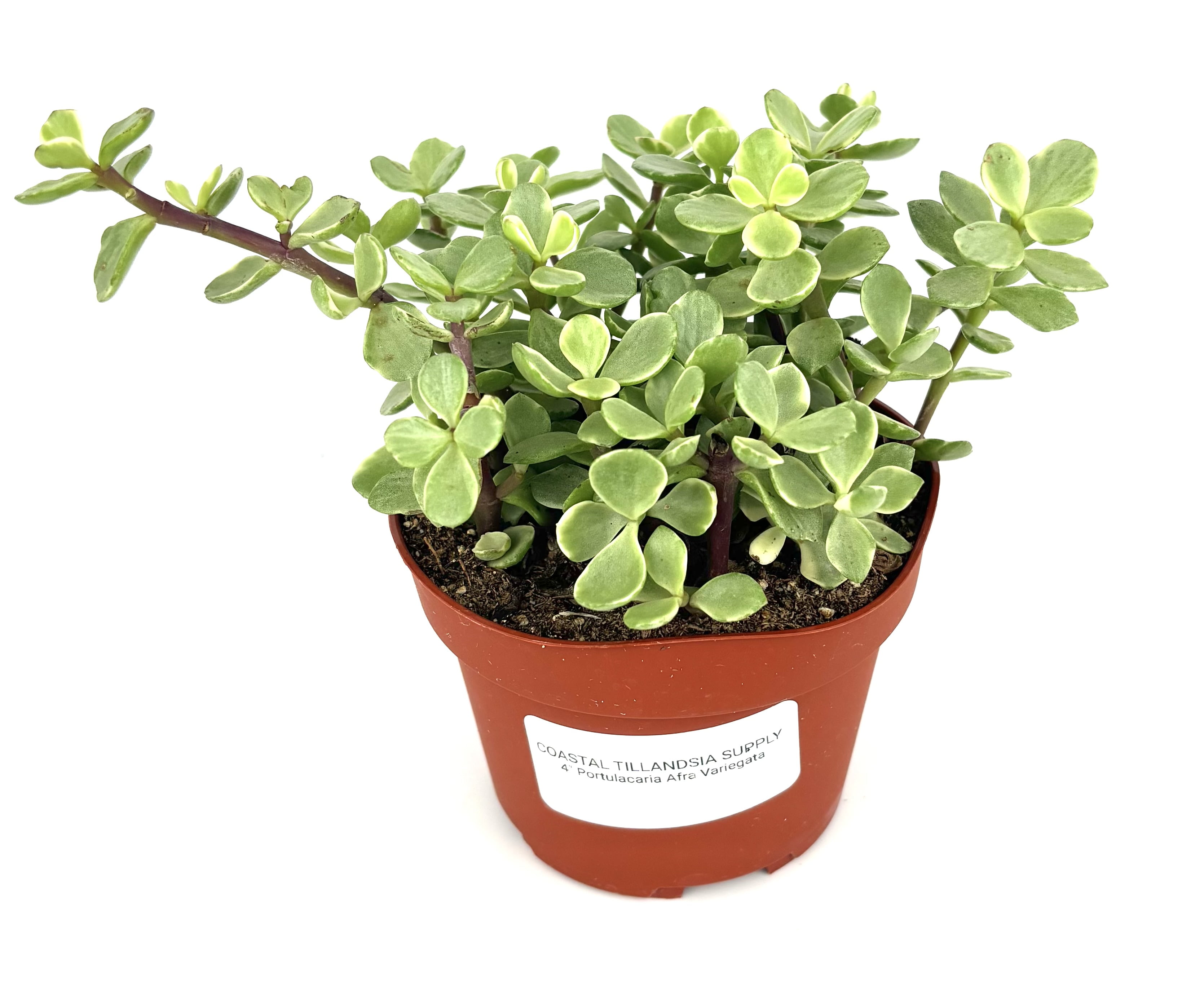 Rainbow Elephant Bush Portulacaria Afra Variegata, 4" Pot - Walmart.com