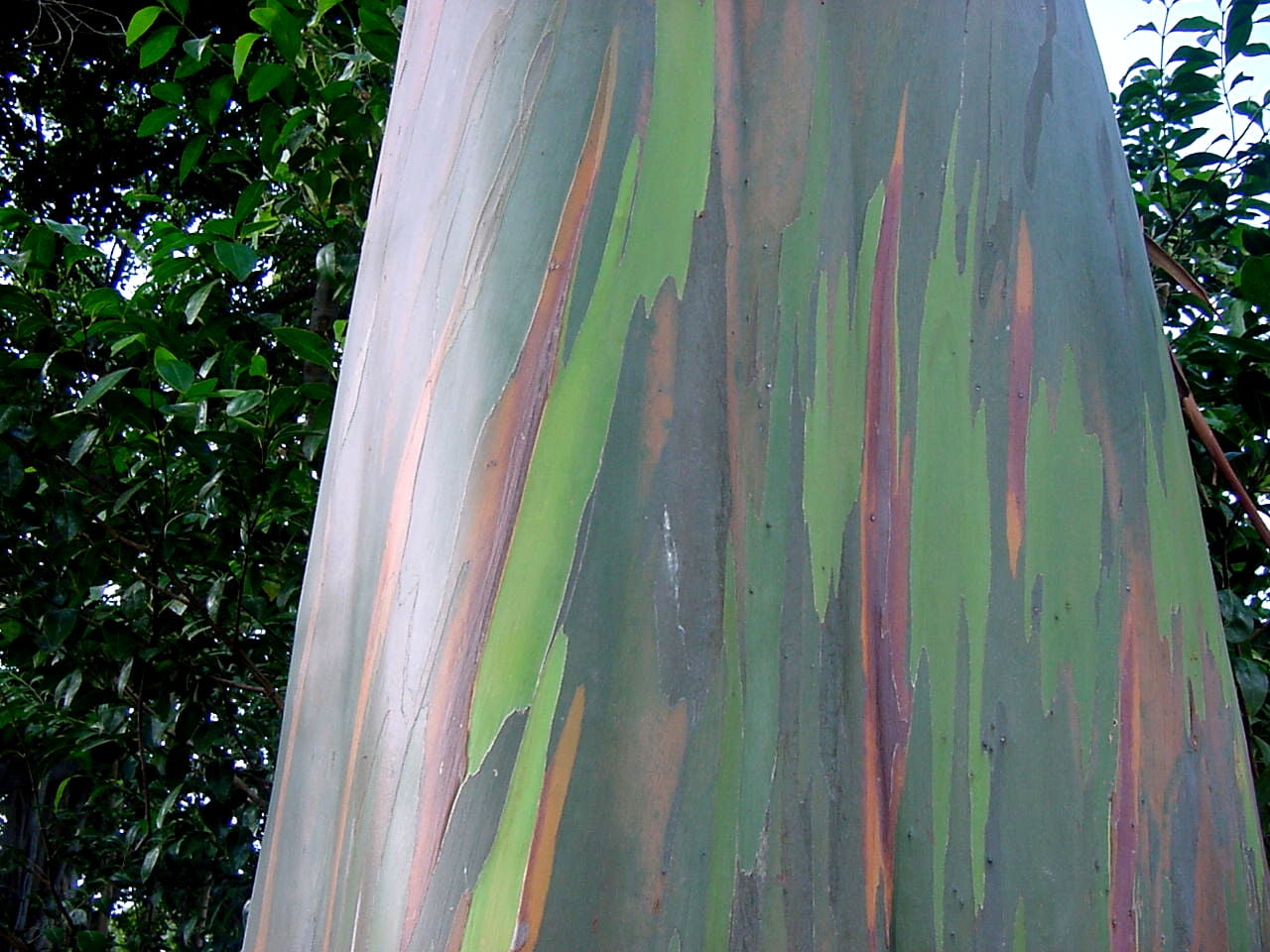 Rainbow Eucalyptus Tree 20 Seeds - -Eucalyptus deglupta Smooth Colored ...