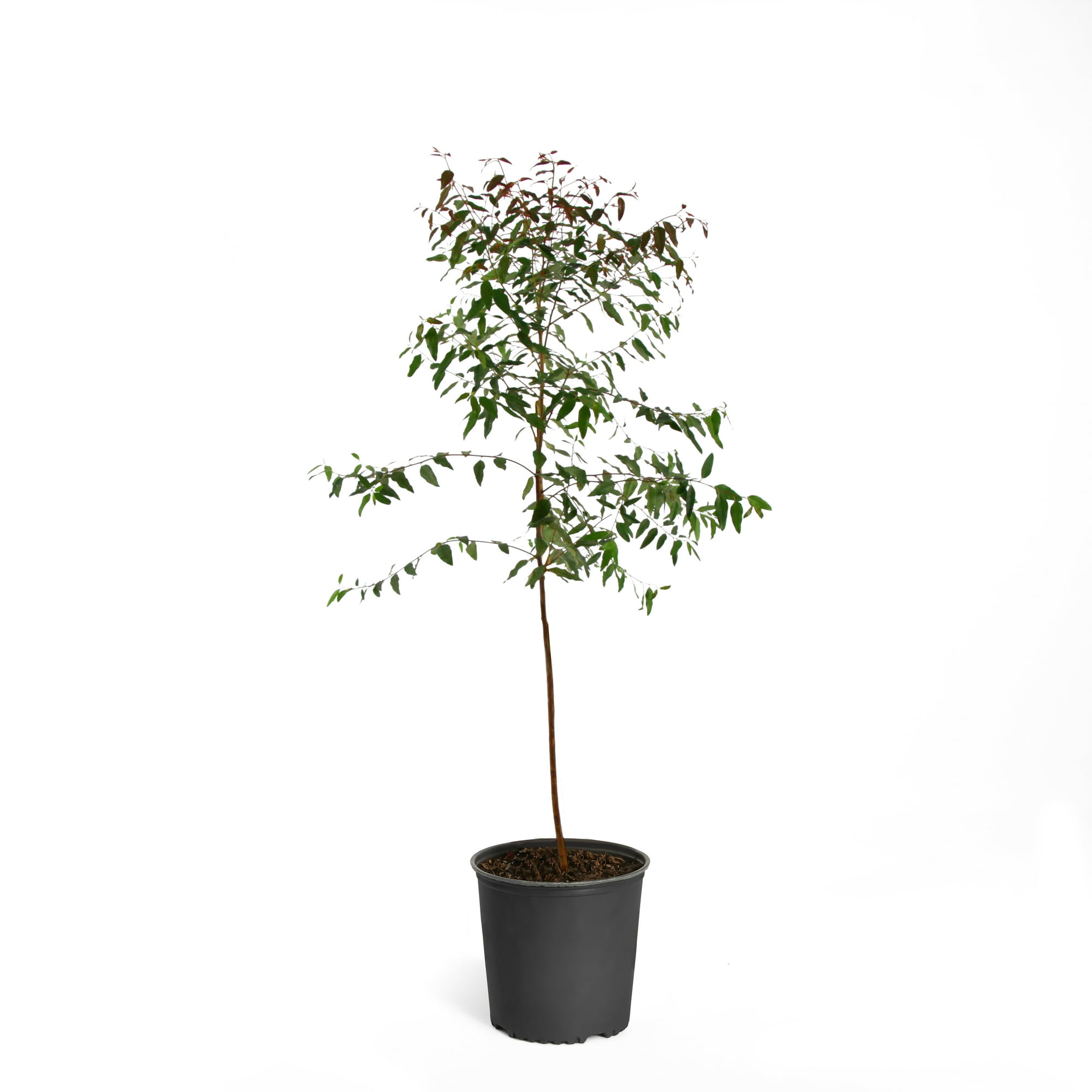 Rainbow Eucalyptus Growing Zones