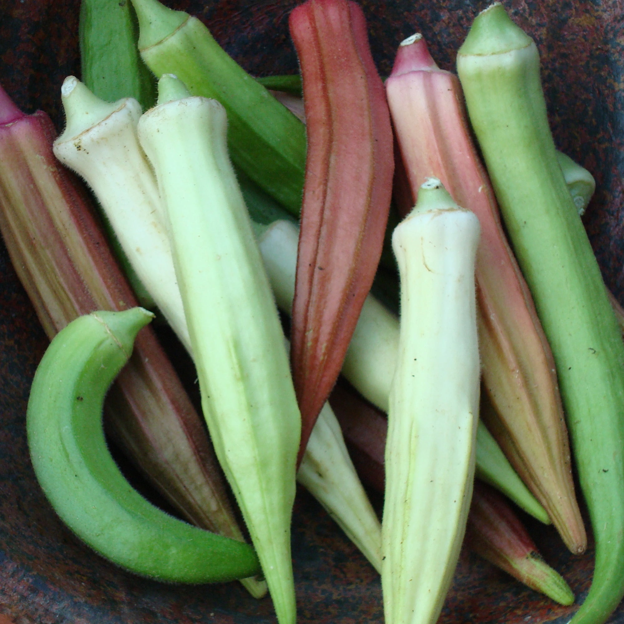 Rainbow Fiesta Okra Seeds - 4 Oz ~2000 Seeds - Non-GMO - Vegetable ...