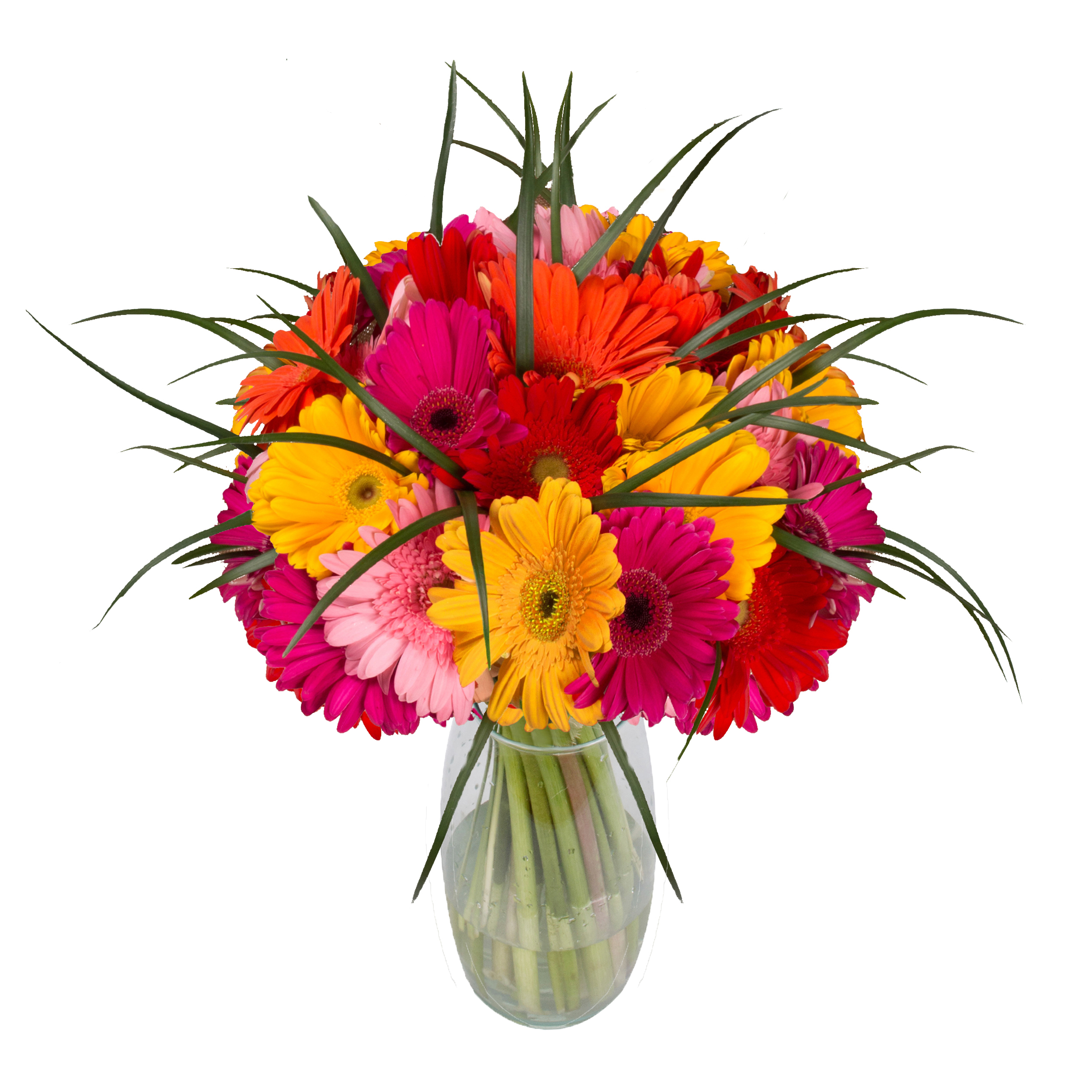 Rainbow Gerbera Bouquet - Farm Direct Fresh Cut Flowers - 31 Stems ...