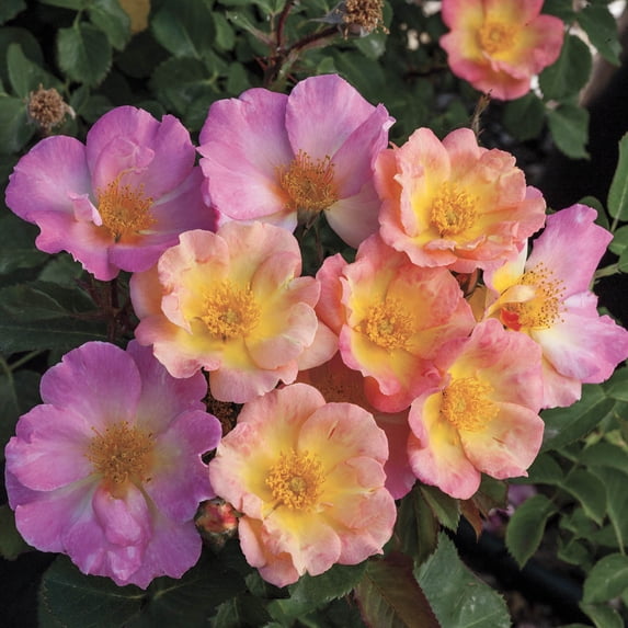 Rainbow Happy Trails Multi-Color Flowering Groundcover Rose Bush ...