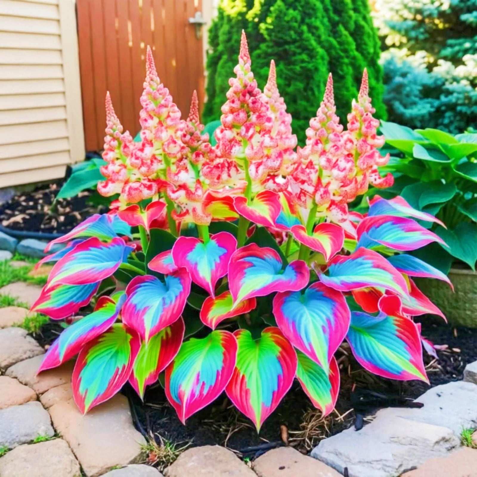 Rainbow Hostas Planting-Home Decoration-(Non Artificial Ornamental ...