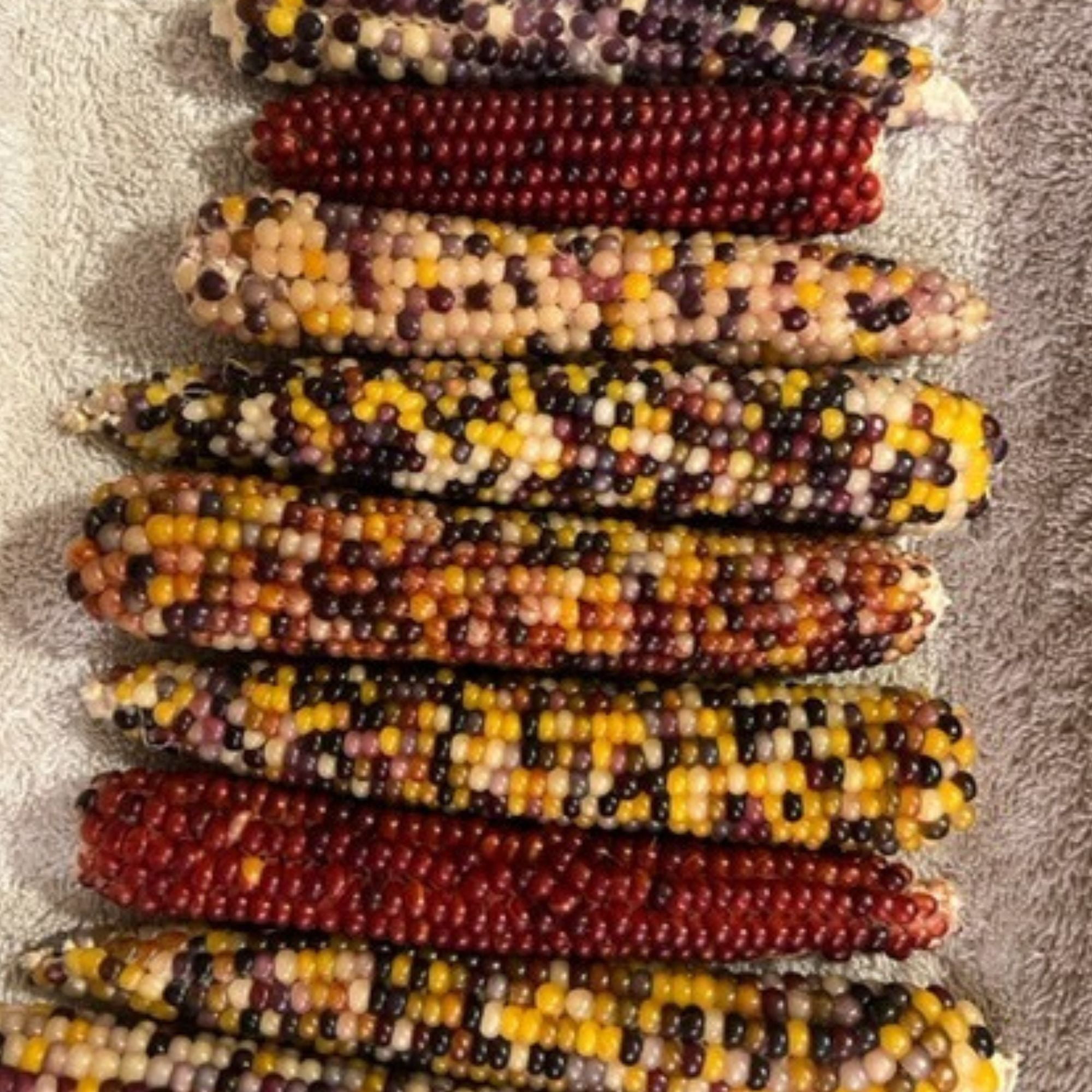 Rainbow Jewel Popcorn Corn 4 Oz ~600 Seeds – Hybrid Ornamental ...